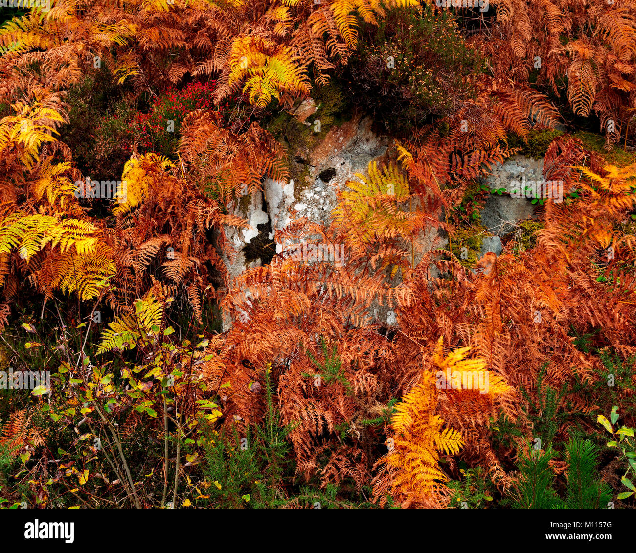 Bracken covered rock in autumn colours Stock Photo - Alamy