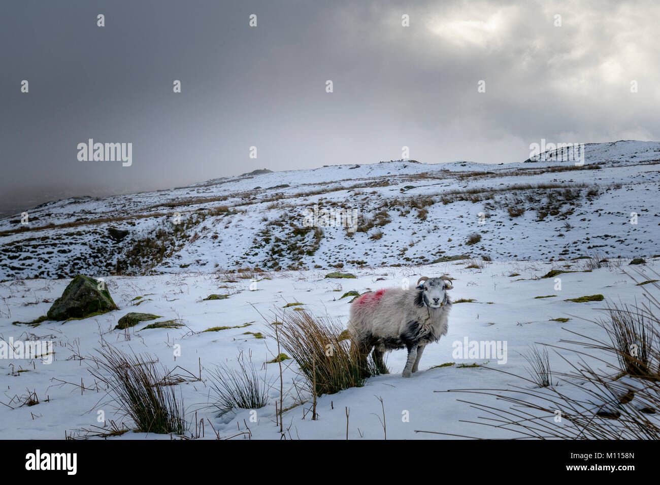 Harsh winter scene of a hardy mountain sheep high up on the snow ...