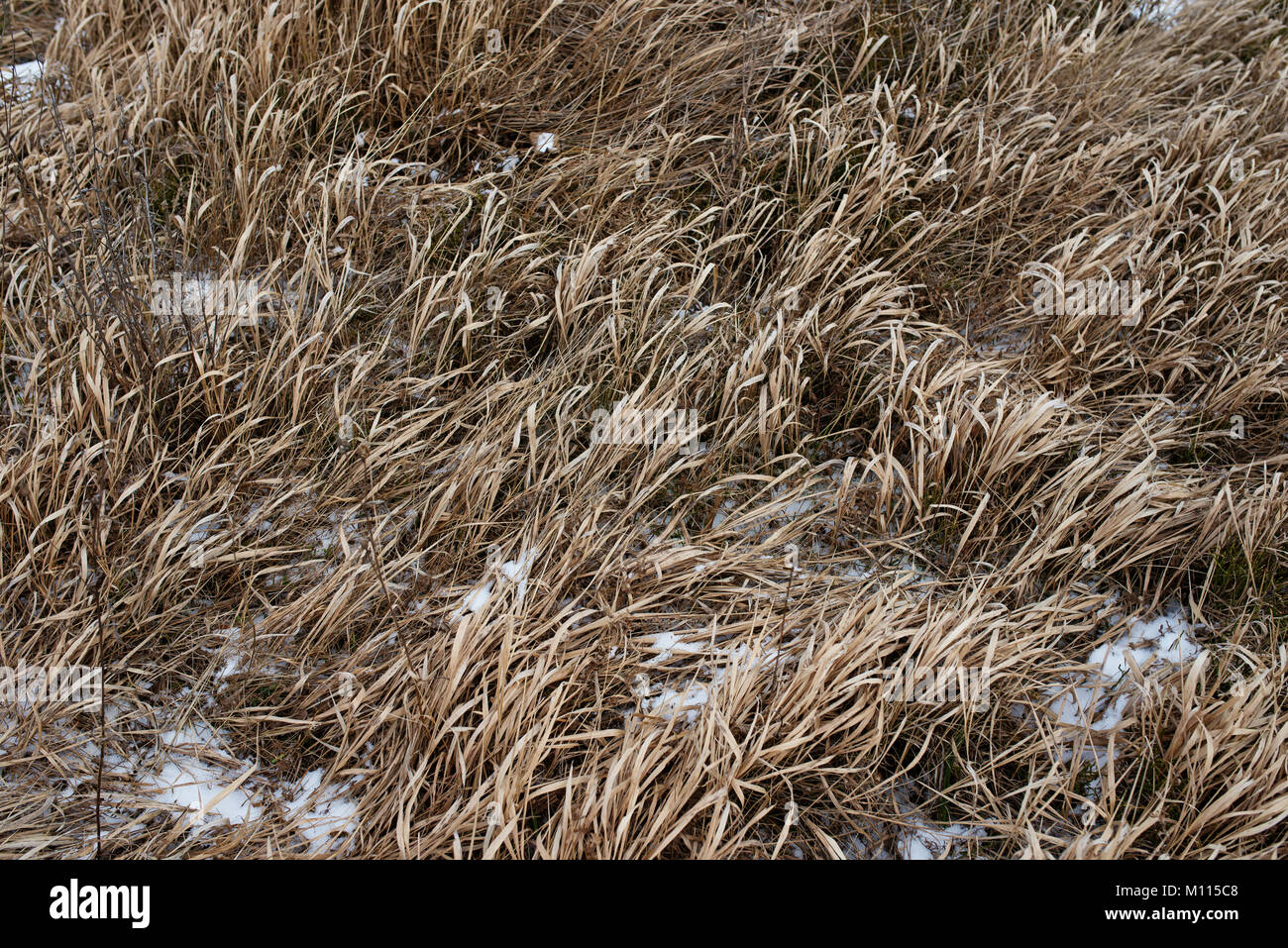 Dry blades of grass on snow blur forest background Stock Photo - Alamy