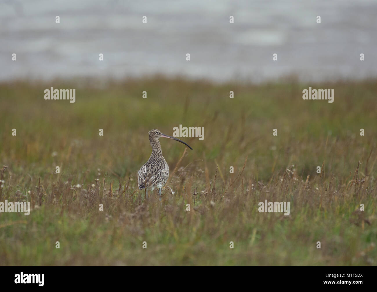 Habitat wading birds uk hi-res stock photography and images - Alamy