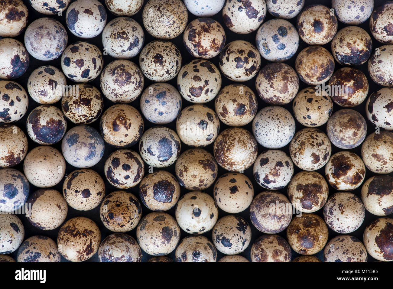 Quail Eggs pattern Stock Photo - Alamy