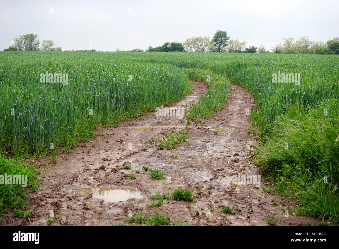 Wet dirt road on the crop field in rural Serbia Stock Photo - Alamy