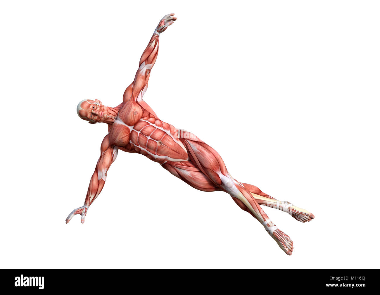 3D rendering of a male anatomy figure with muscles map exercising ...