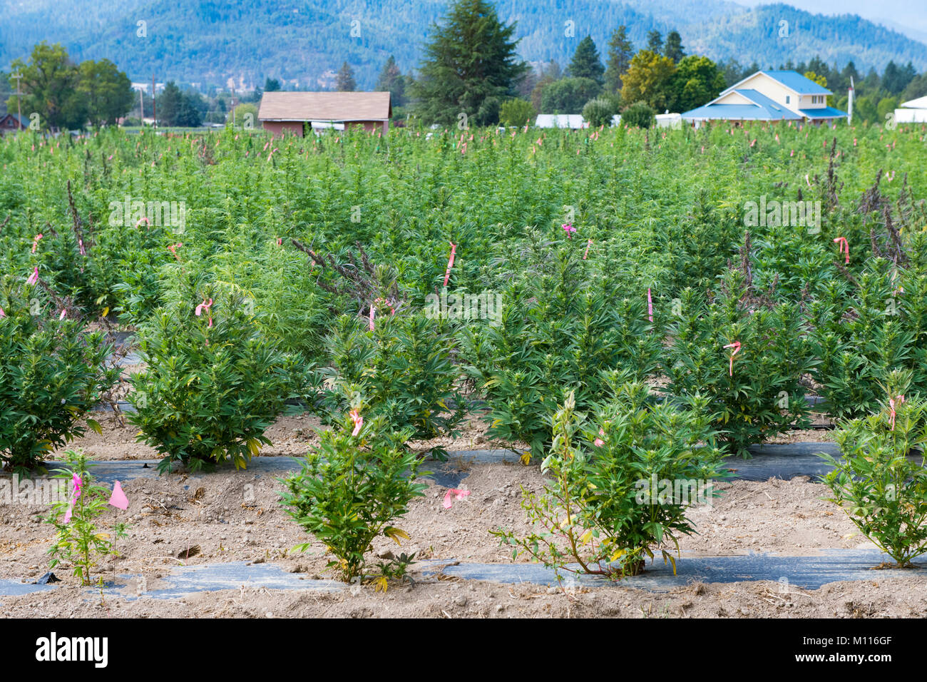 Hemp farming near Ashland, Oregon Stock Photo - Alamy