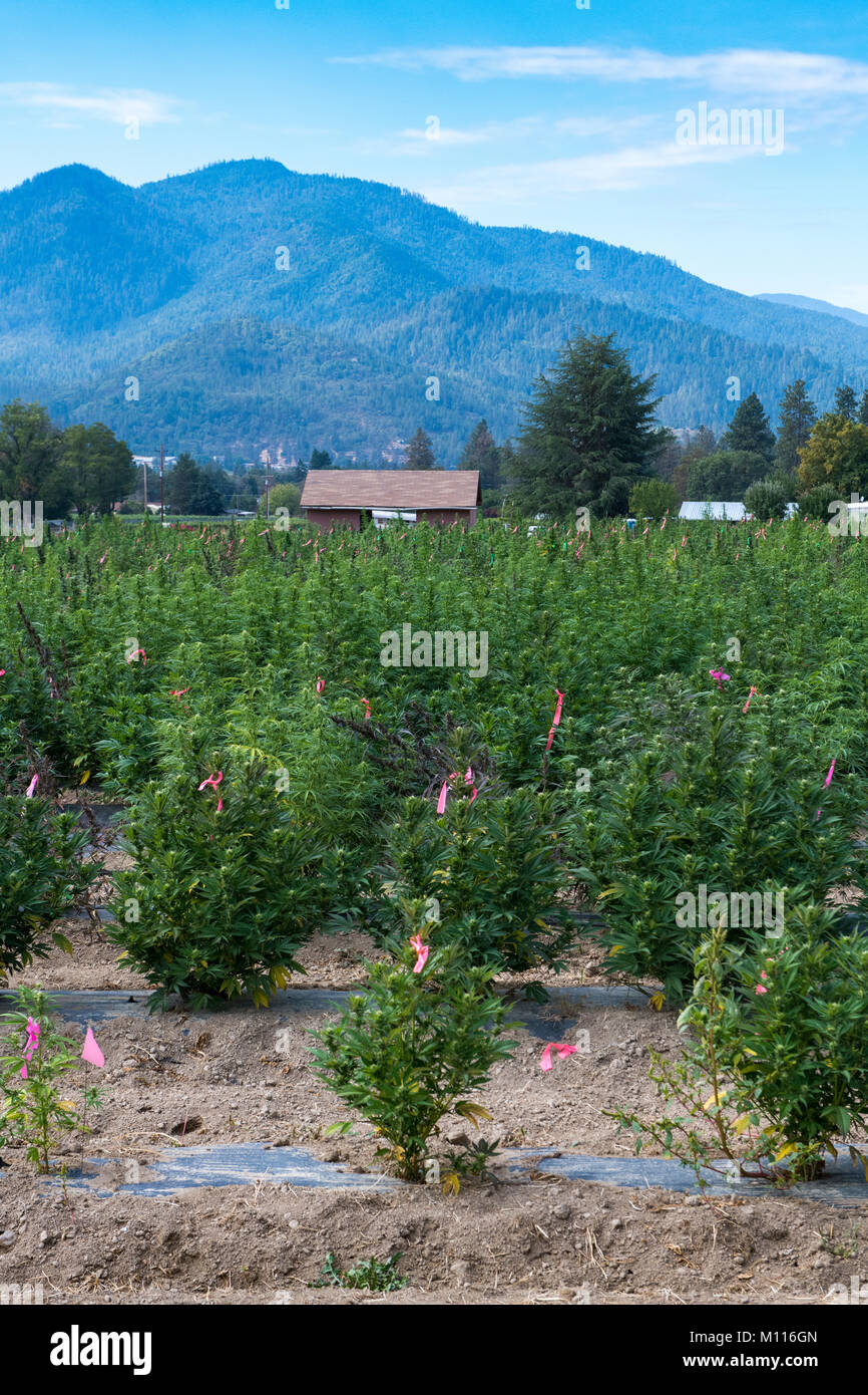 Hemp farming hi-res stock photography and images - Alamy
