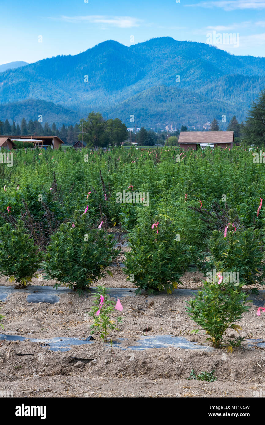 Marijuana farm hi-res stock photography and images - Alamy