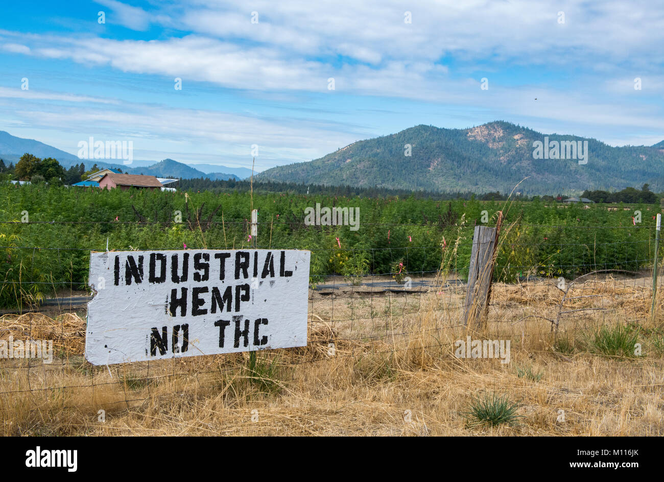 Hemp farming near Ashland, Oregon Stock Photo - Alamy