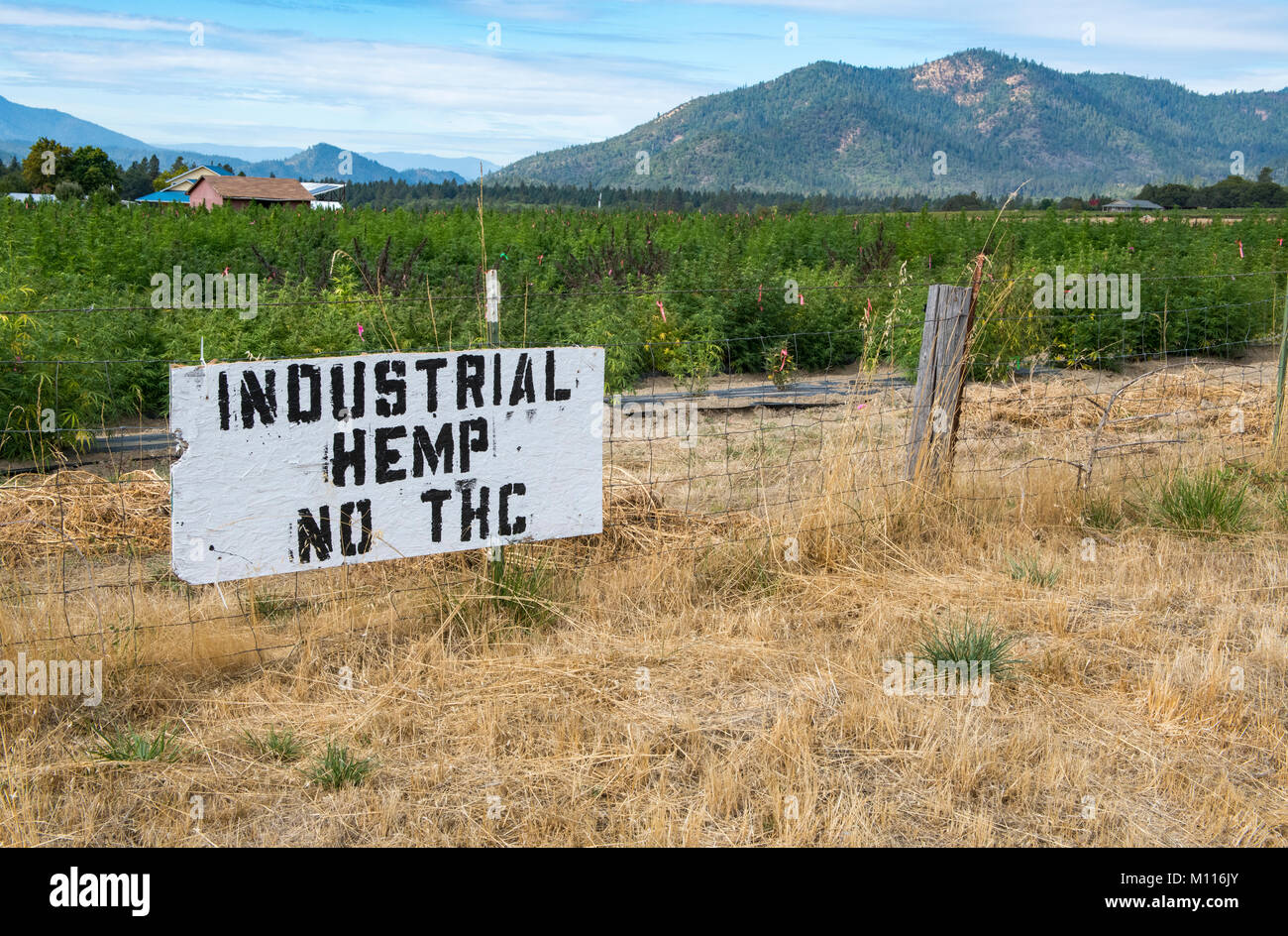 Hemp farming hi-res stock photography and images - Alamy