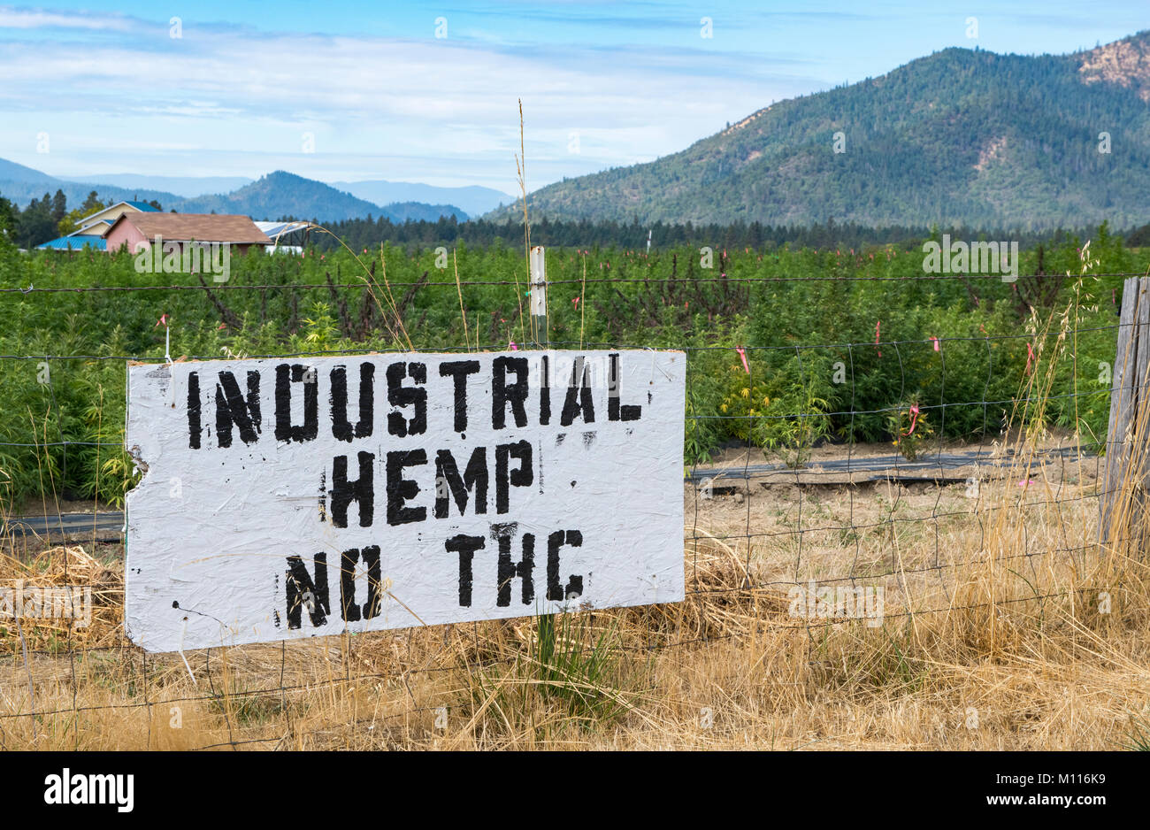 Hemp farming hi-res stock photography and images - Alamy