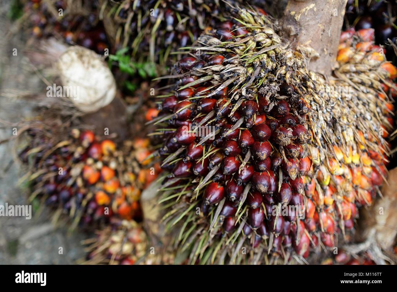 Indonesia deforestation palm oil forest hi-res stock photography and ...