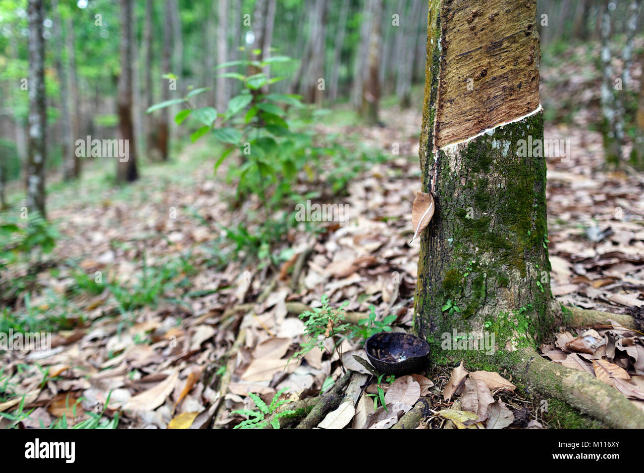 Latex Dripping from a Rubber Tree, Bukit Lawang, Sumatra, Indonesia ...