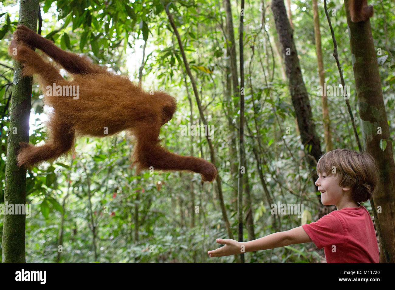 Young western boy reaching hand to feed a baby orangutan in the ...