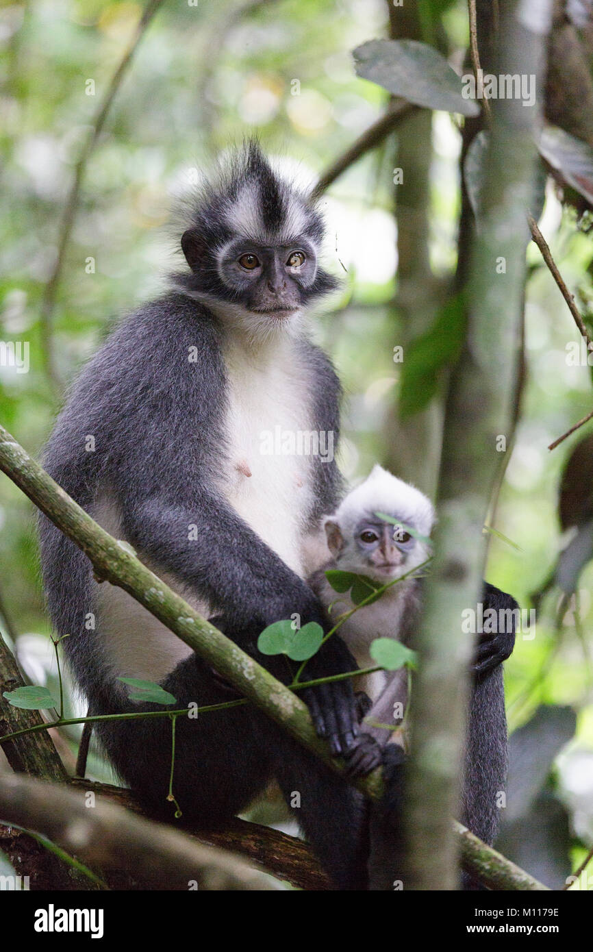 Female Thomas' langur (Presbytis thomasi), Thomas Leaf Monkey awith her ...