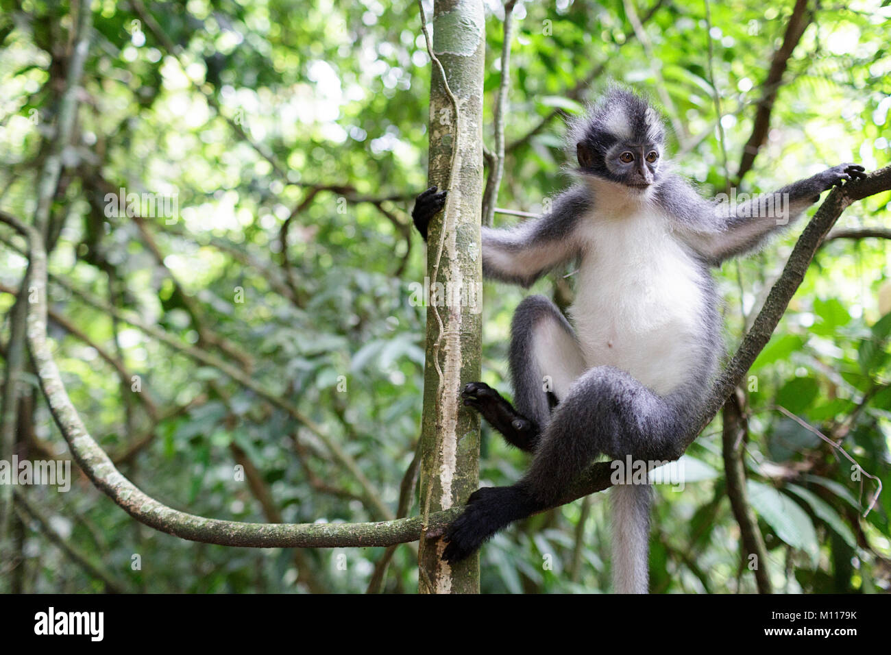Thomas' langur (Presbytis thomasi), Thomas Leaf Monkey, in Gunung ...