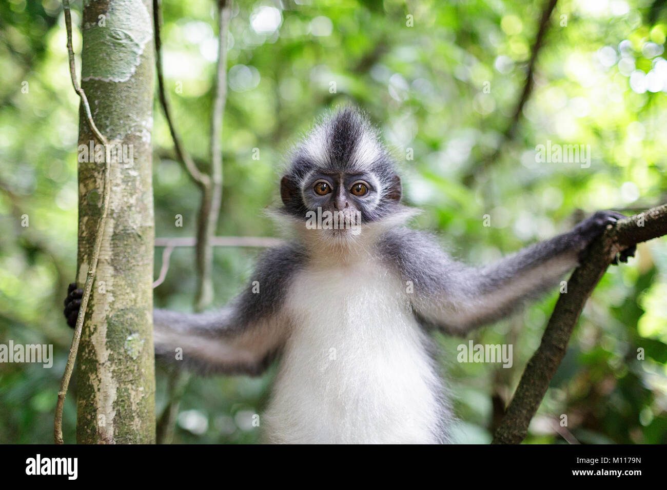 Thomas' langur (Presbytis thomasi), Thomas Leaf Monkey, in Gunung ...