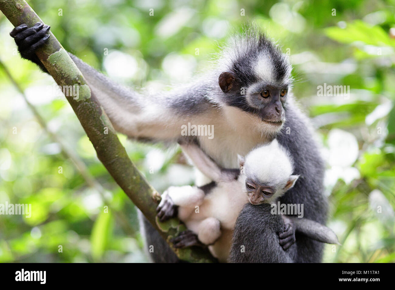 Thomas langur presbytis thomasi hi-res stock photography and images - Alamy