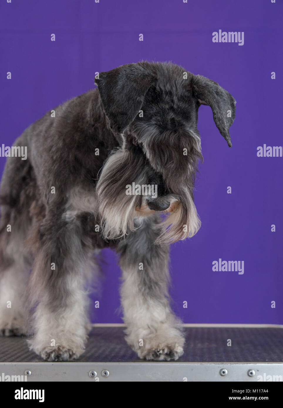 Schnauzer dog portrait Stock Photo - Alamy