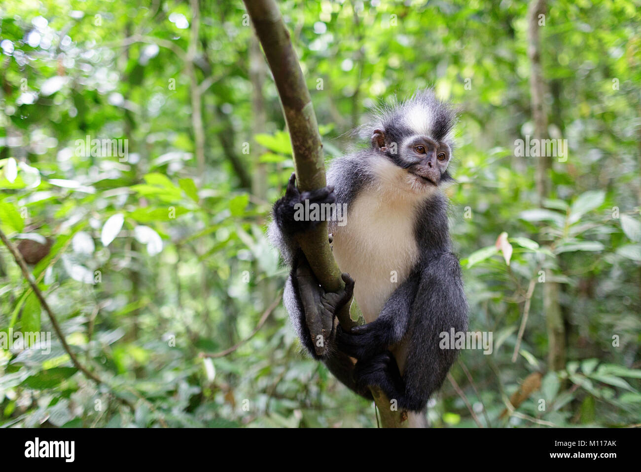 Thomas' langur (Presbytis thomasi), Thomas Leaf Monkey, in Gunung ...