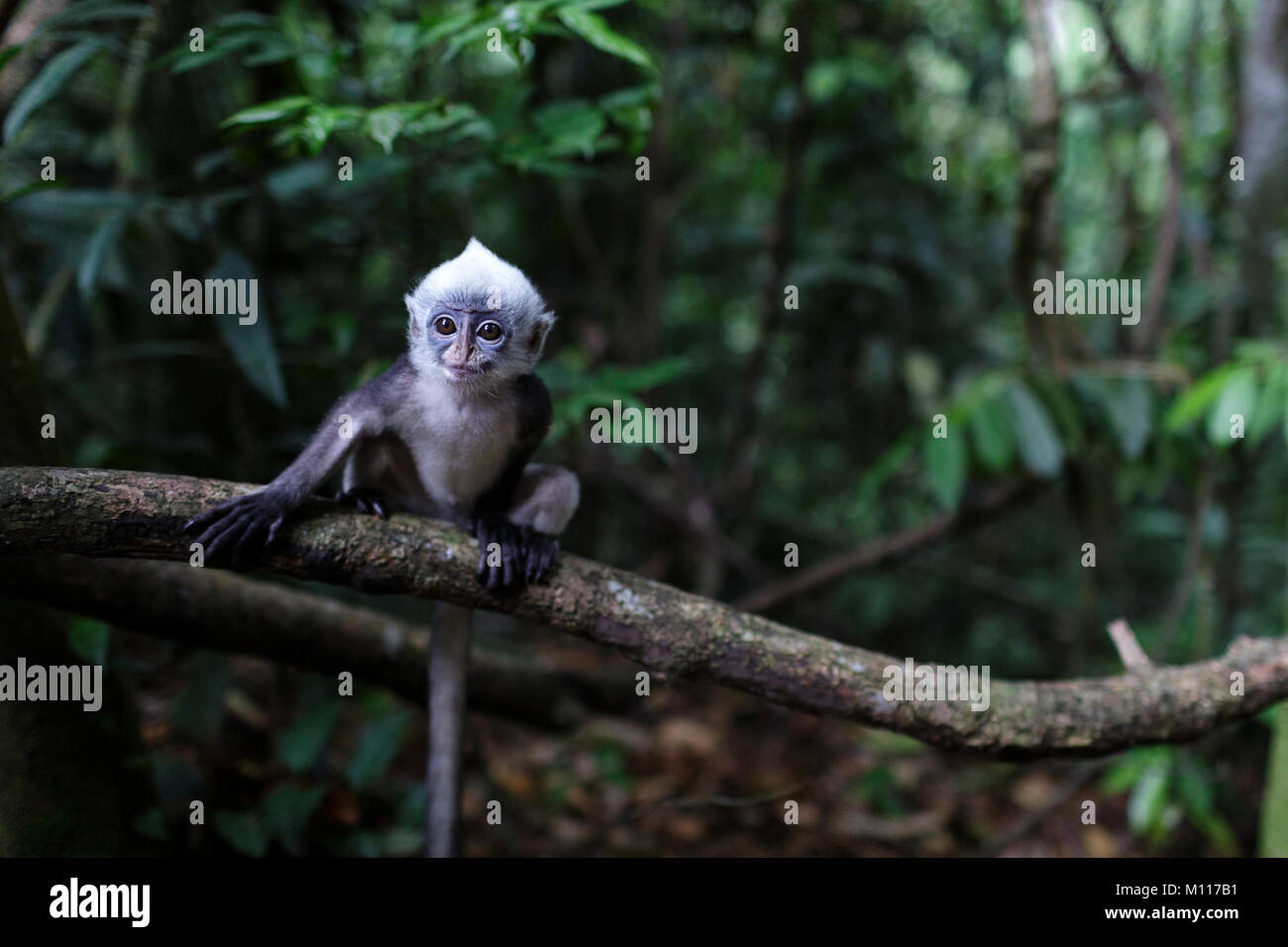 Thomas' langur (Presbytis thomasi), Thomas Leaf Monkey, in Gunung ...