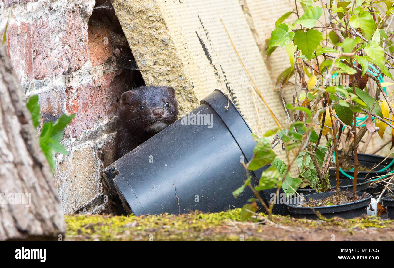 Detailed, close-up front view of alert mink (Neovison vison) in UK ...