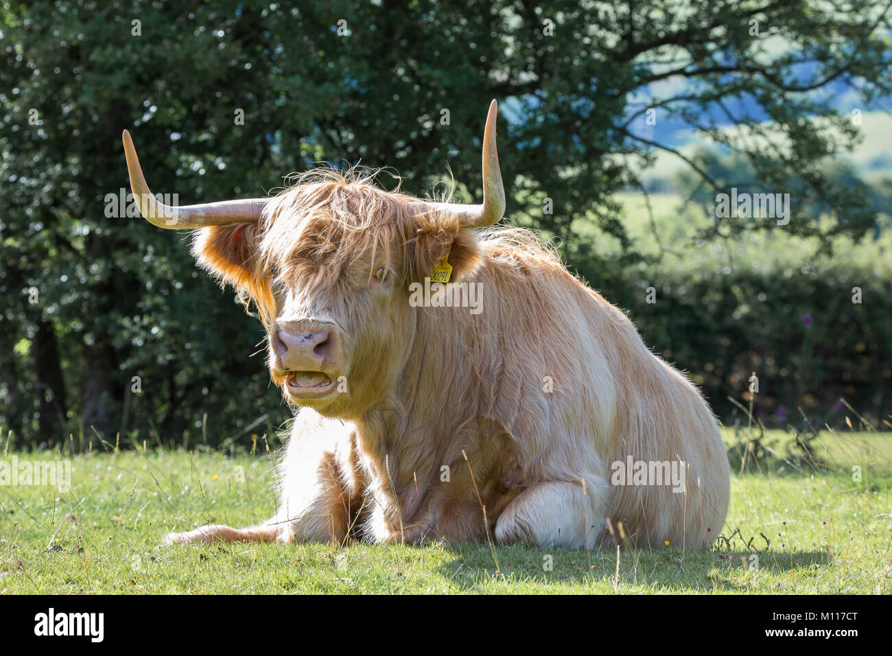 Cow sitting down hi-res stock photography and images - Alamy