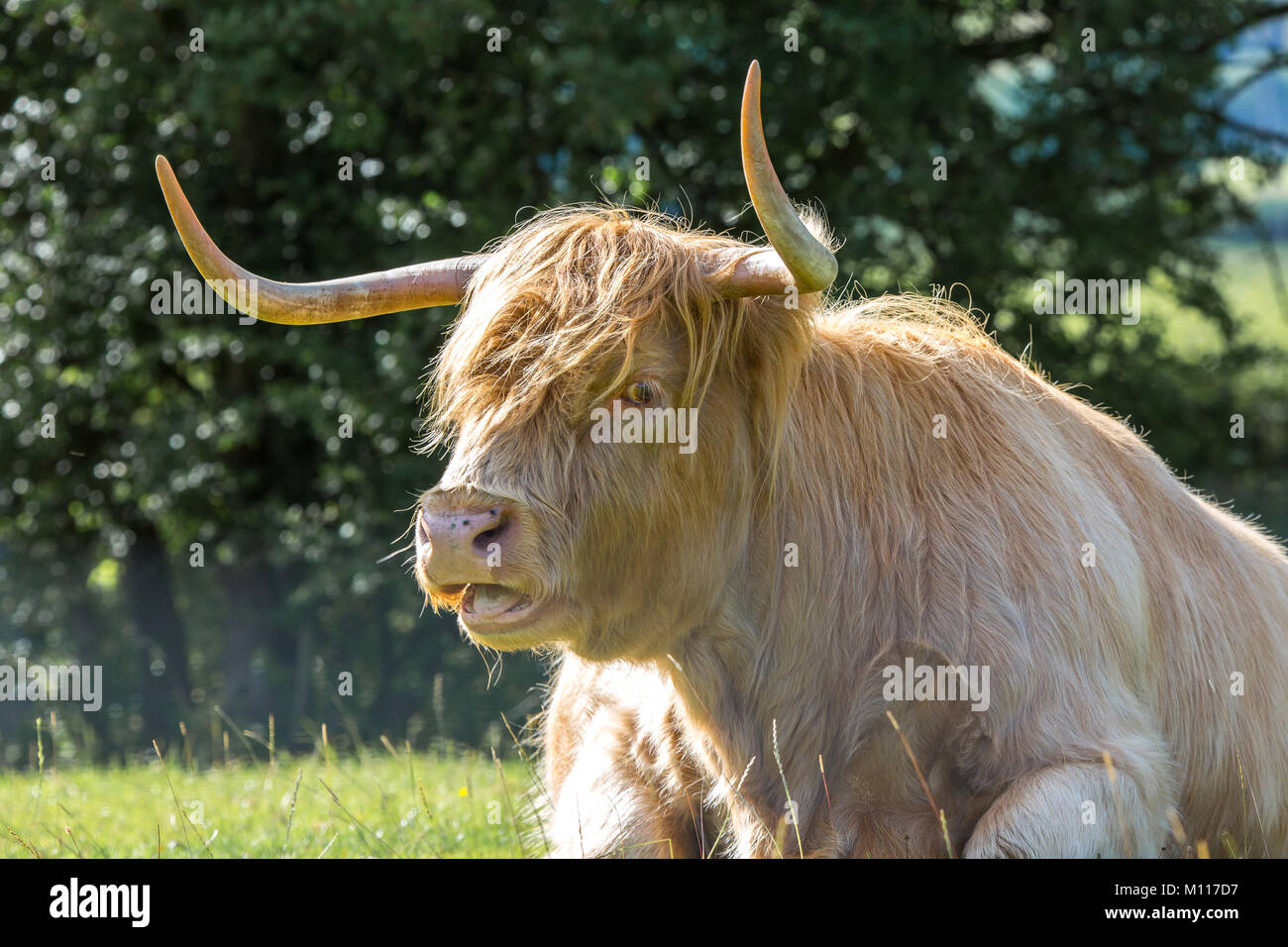 Cow sitting down hi-res stock photography and images - Alamy