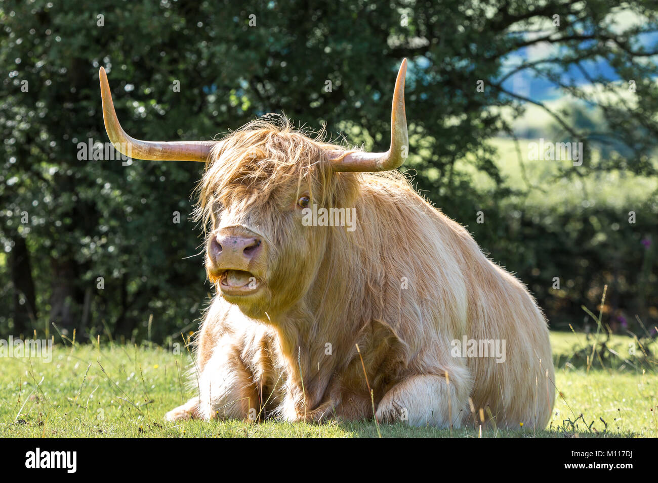 Mooing hi-res stock photography and images - Alamy