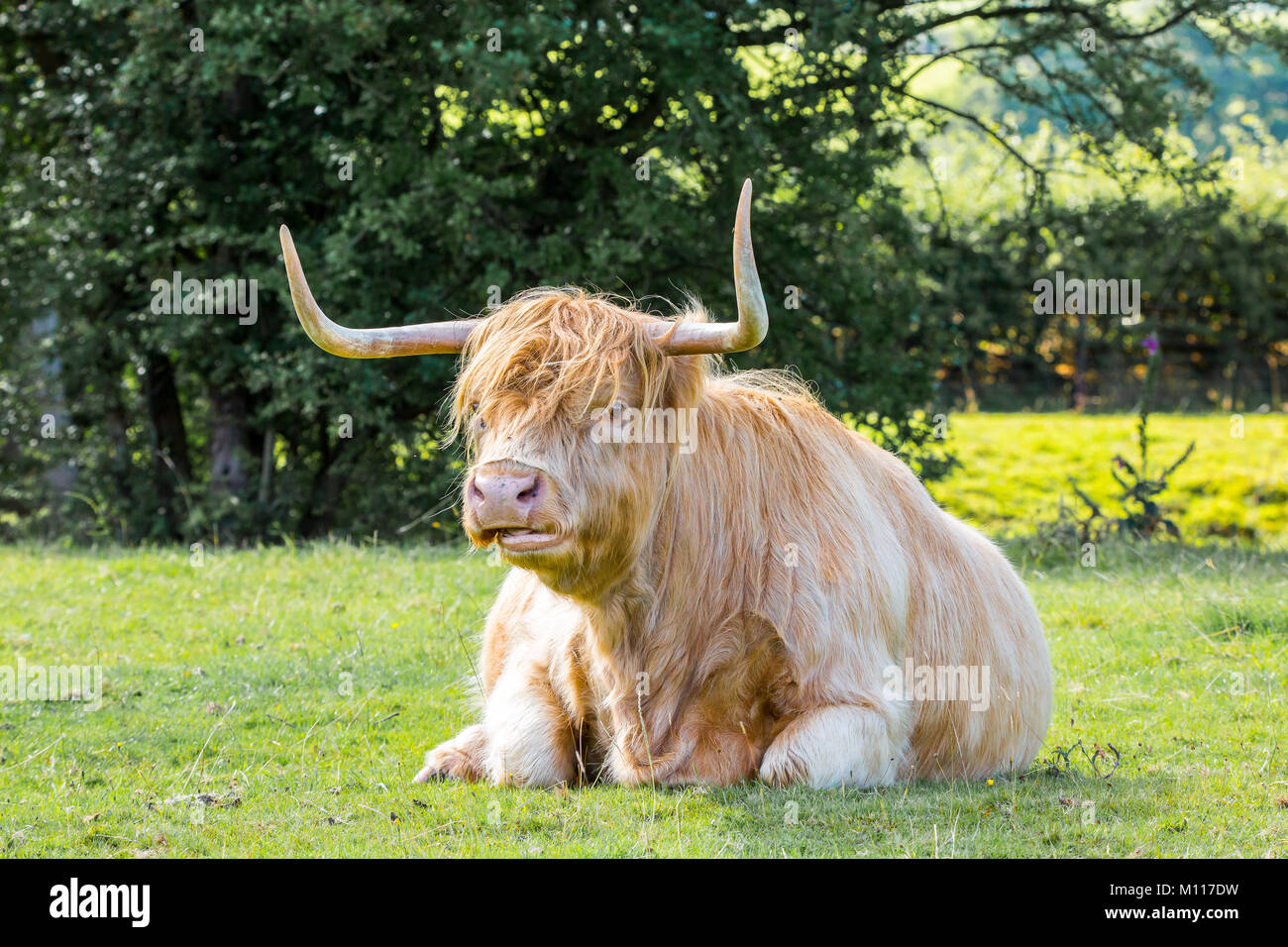 Cow sitting down hi-res stock photography and images - Alamy