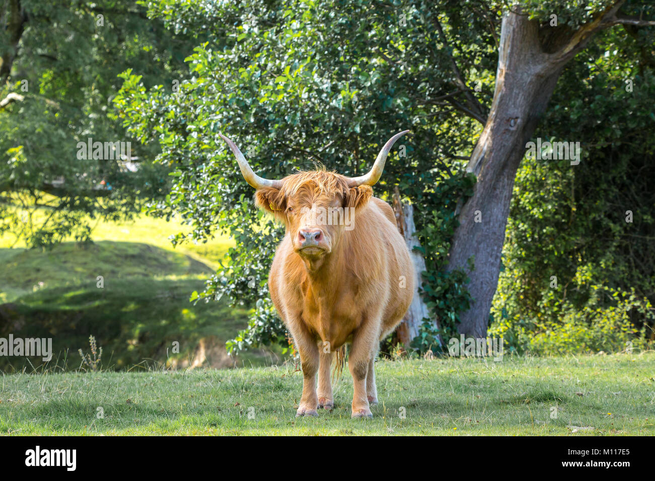 Isolated highland cow hi-res stock photography and images - Alamy