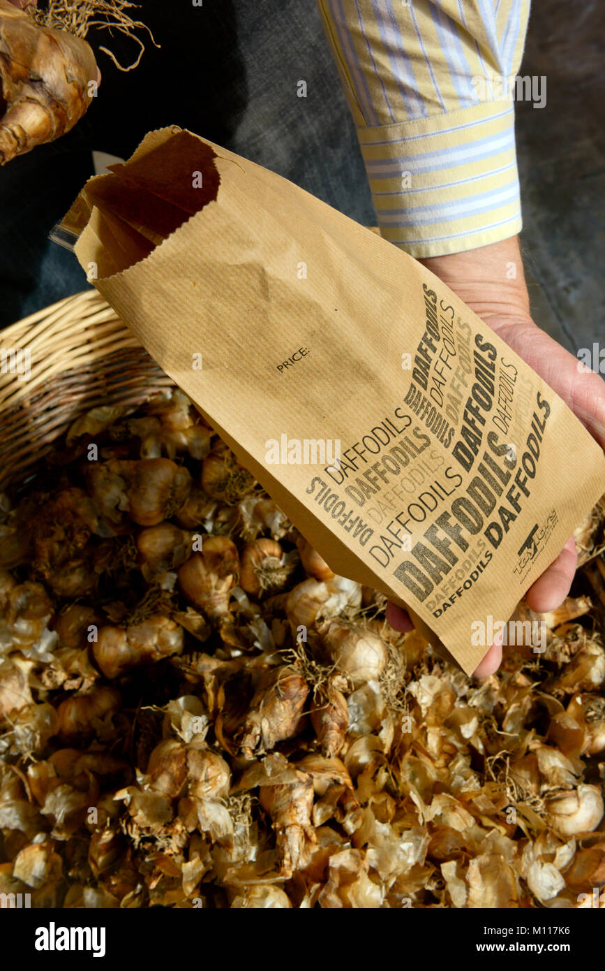 Lots of flower bulbs hi-res stock photography and images - Alamy
