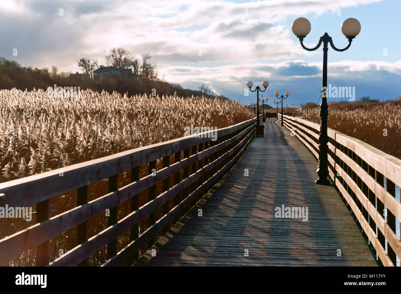 wooden boardwalk through the reeds in the sunlight, a wooden plank ...