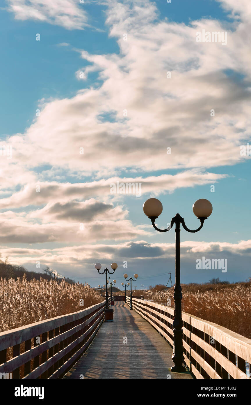 wooden boardwalk through the reeds in the sunlight, a wooden plank ...