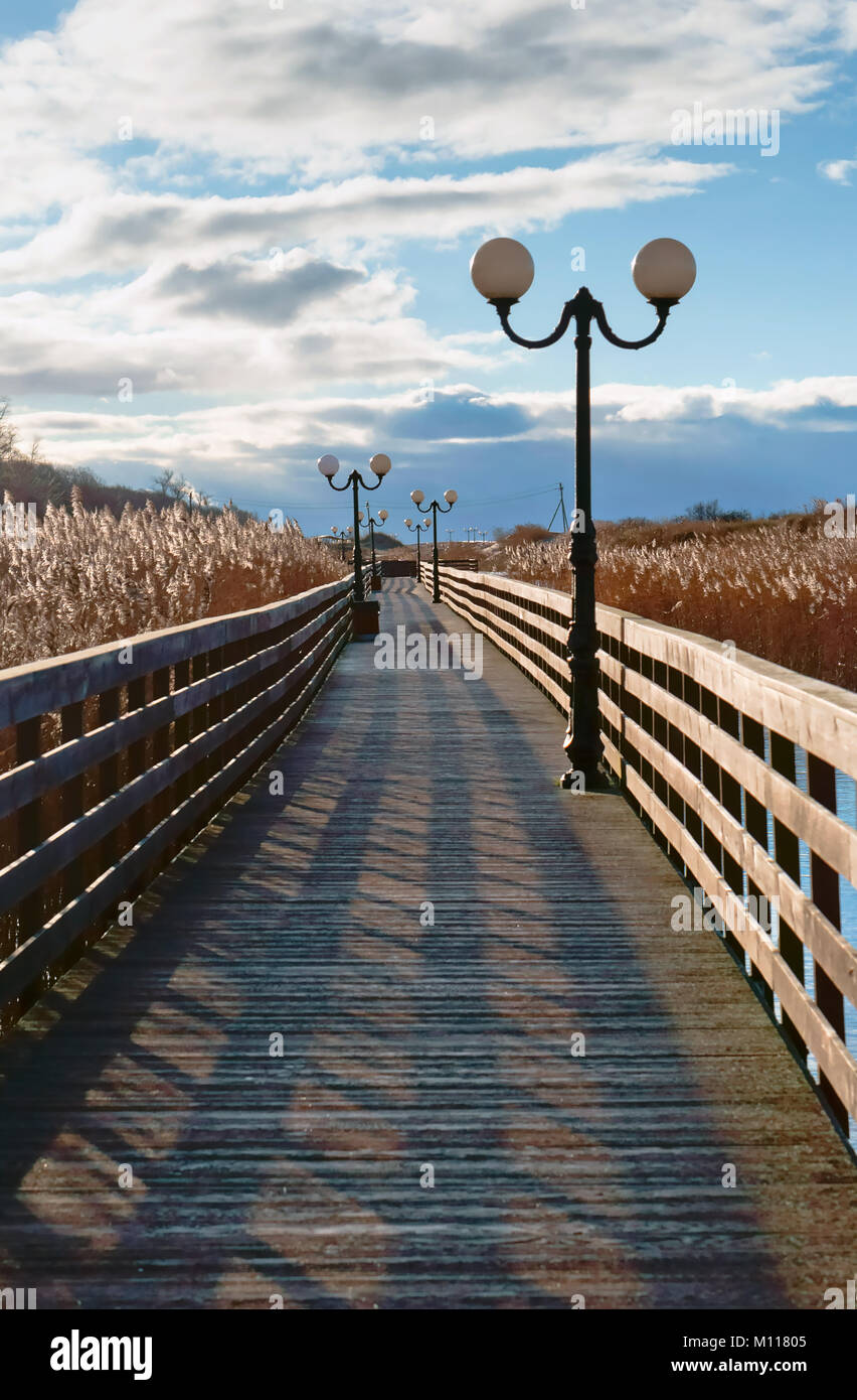 wooden boardwalk through the reeds in the sunlight, a wooden plank ...