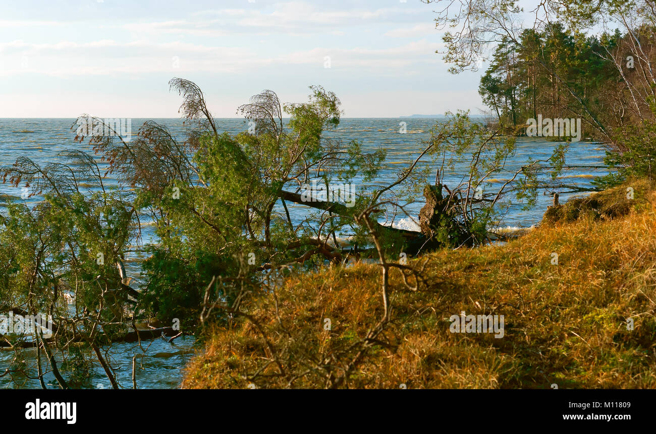 pine fell into a pond, trees after the storm broke and fell into the ...