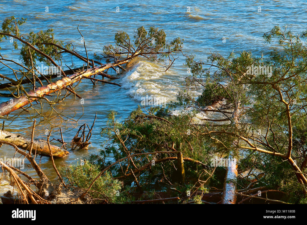 pine fell into a pond, trees after the storm broke and fell into the ...