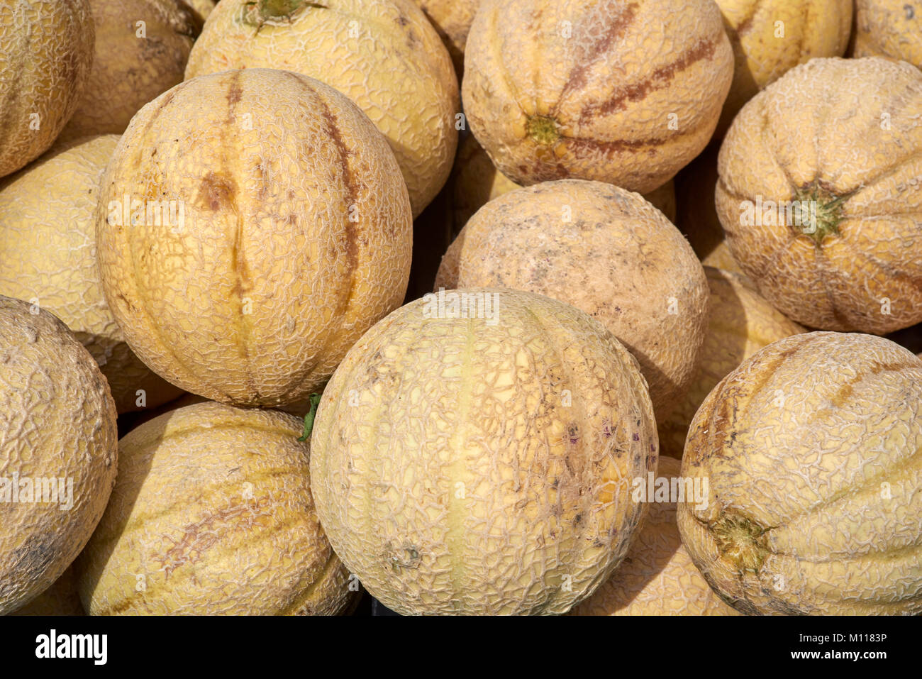 Hard shelled melon hi-res stock photography and images - Alamy