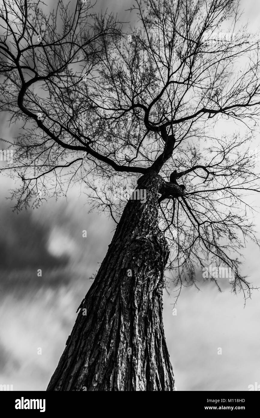 Tree Long Exposure Stock Photo - Alamy