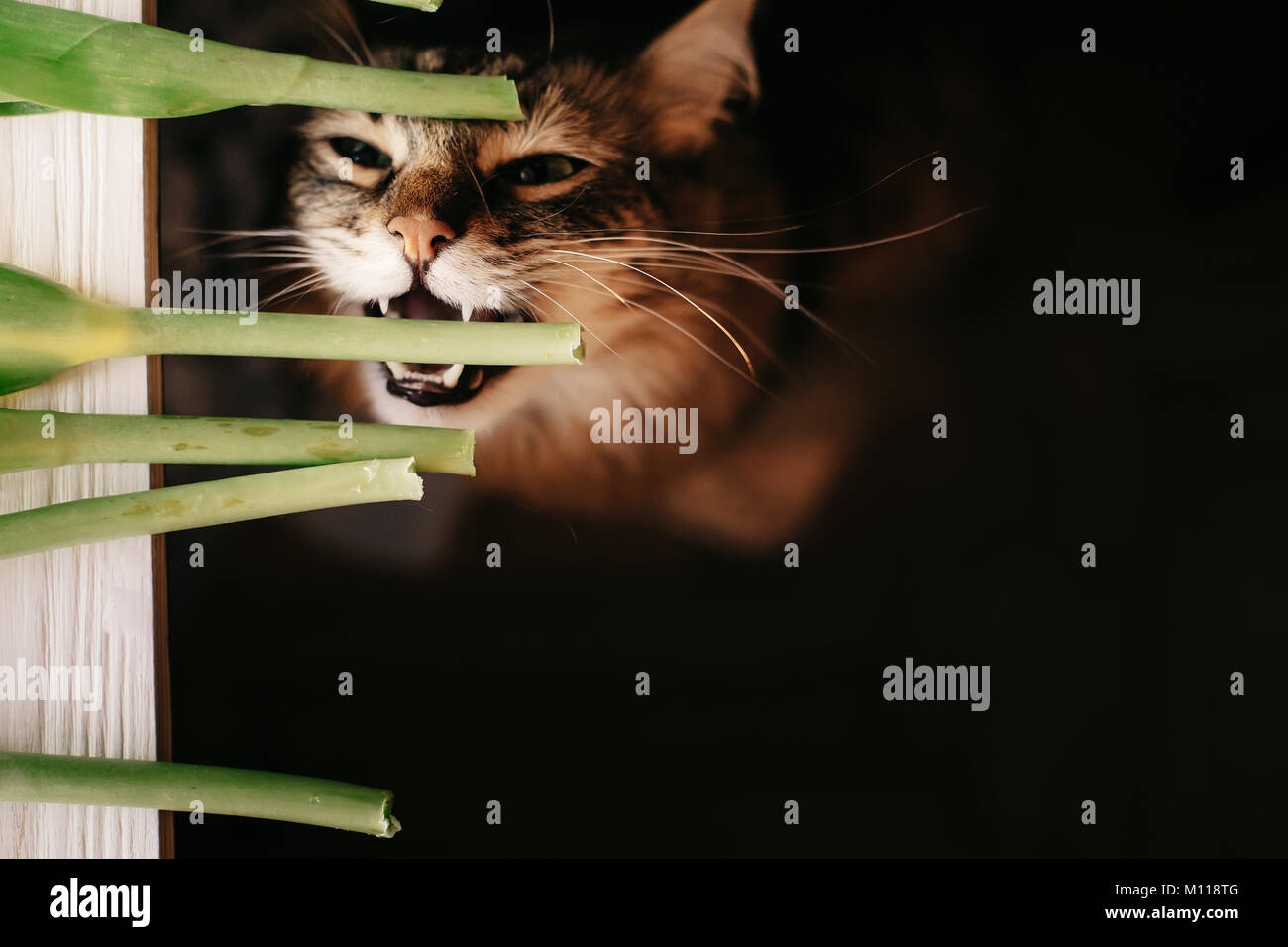 cat eating green plant, showing teeth and big whiskers. beautiful cat ...