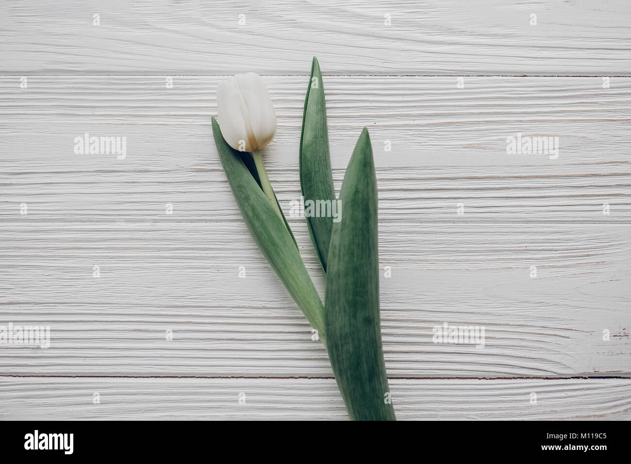 stylish white tulip on rustic wooden table background top view. hello ...