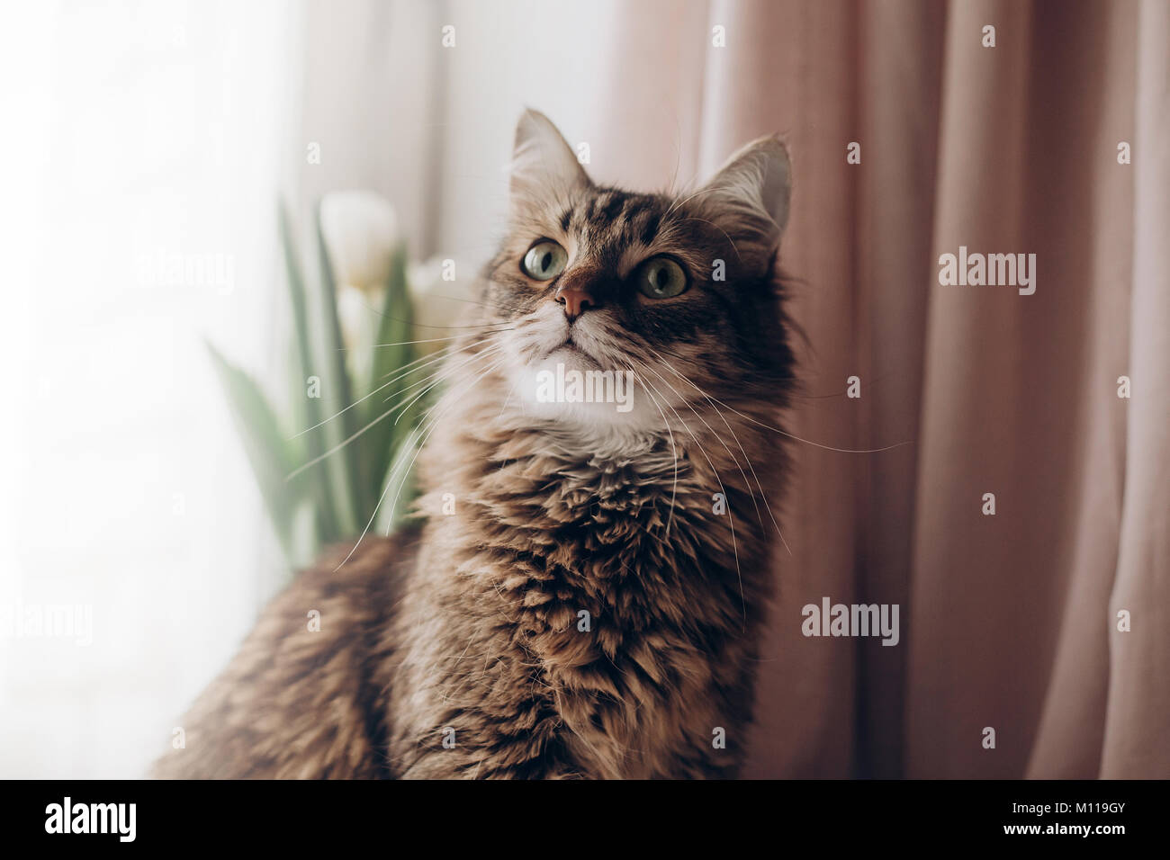 beautiful cat looking with curios green eyes big whiskers and funny ...