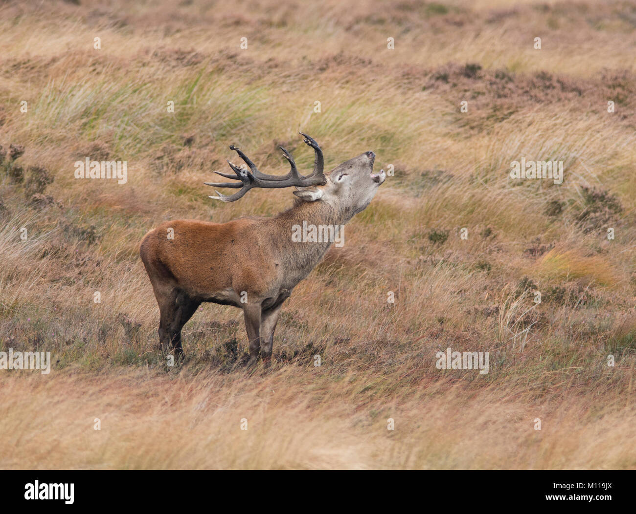 Rutting red deer peak district hi-res stock photography and images - Alamy