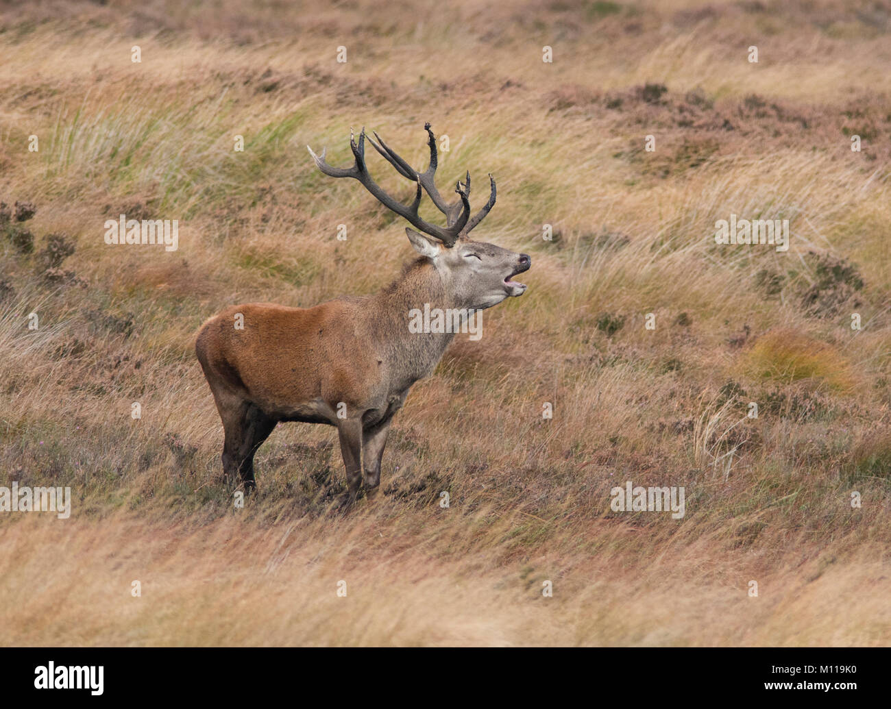 Roaring Red Deer Stag Cervus elaphus at the Autumn rut on moorland in ...