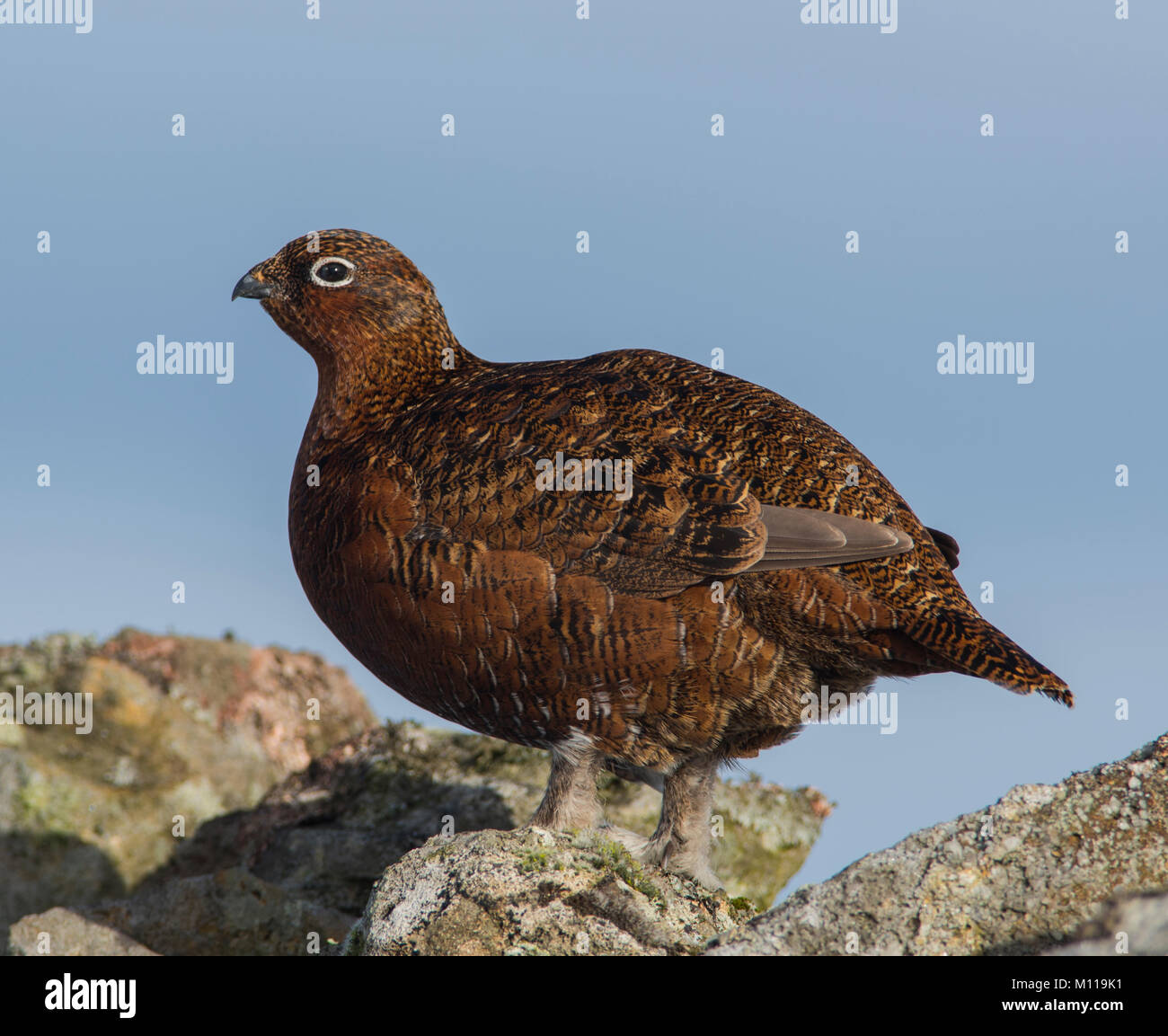 Female Red Grouse Lagopus lagopus scotica sat on a wall on a northern ...