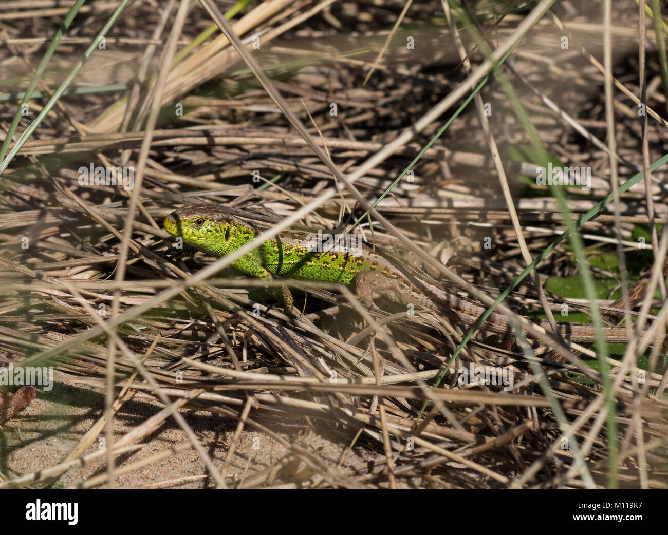 Sand lizard amongst marram grass hi-res stock photography and images ...