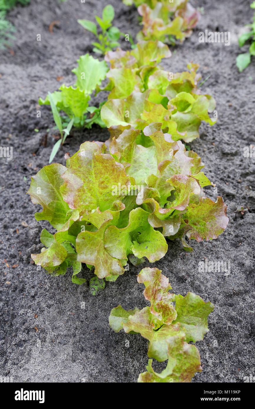 lettuce in the garden, top view Stock Photo - Alamy