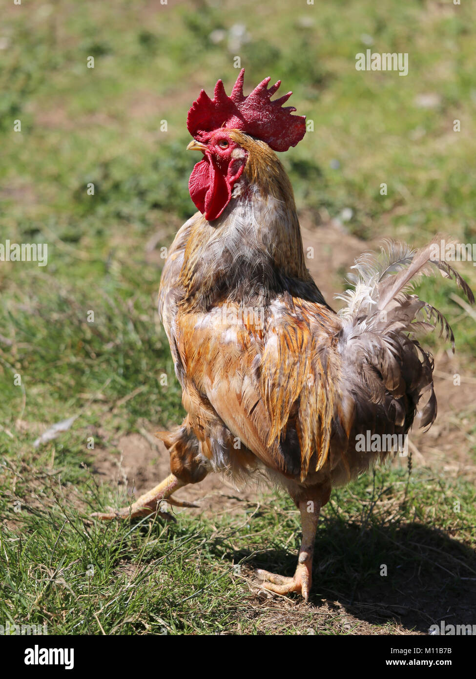 big and proud rooster with red crest walks with his paw stretched out ...