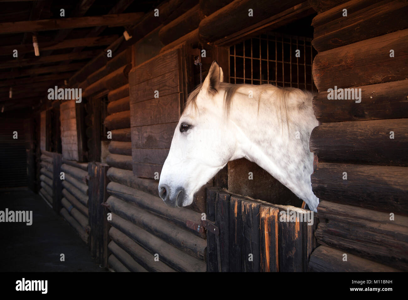 White horse in the stable Stock Photo - Alamy