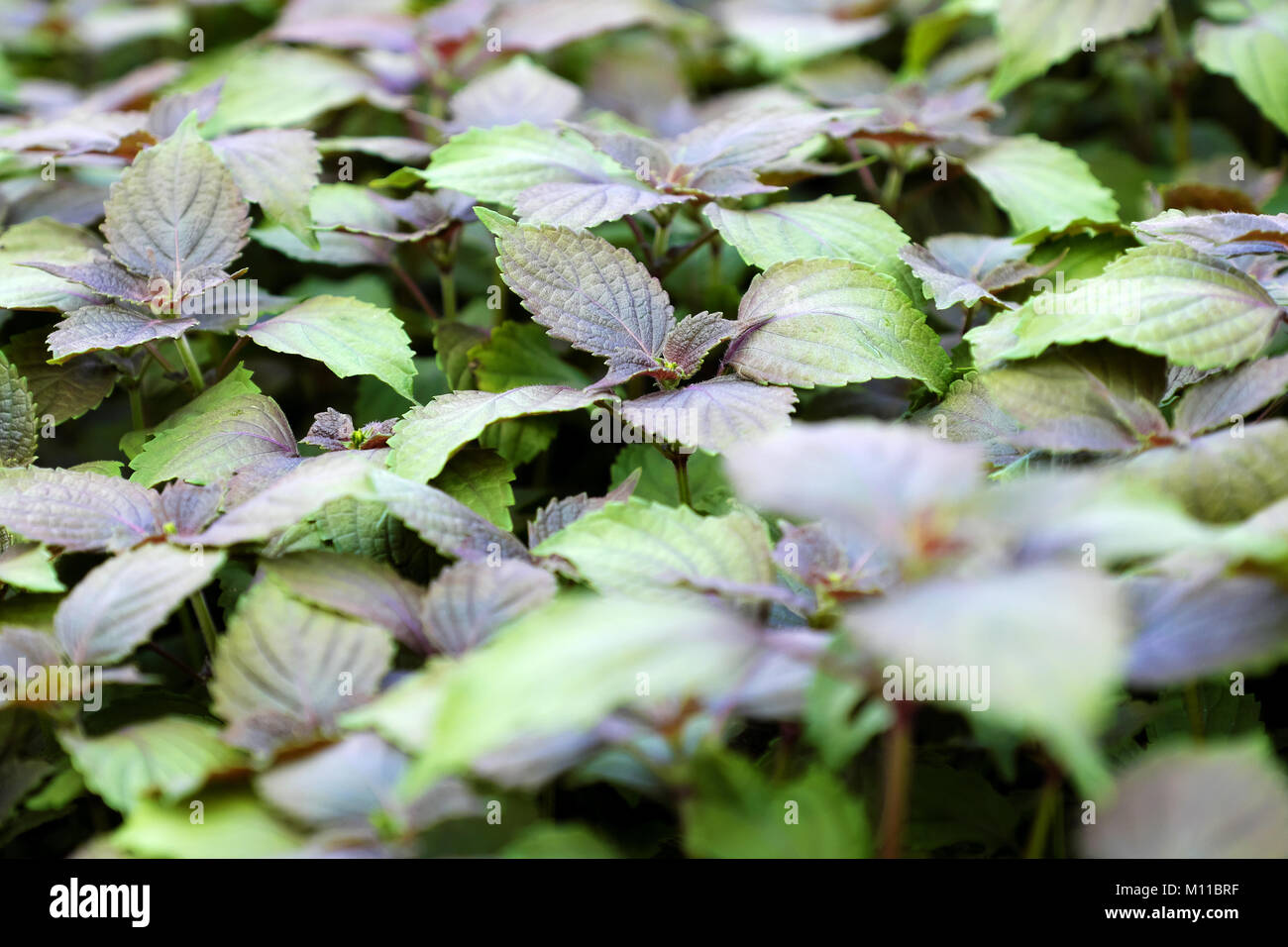Agriculture garden with perilla plant, a kind of Asian spice, is ...