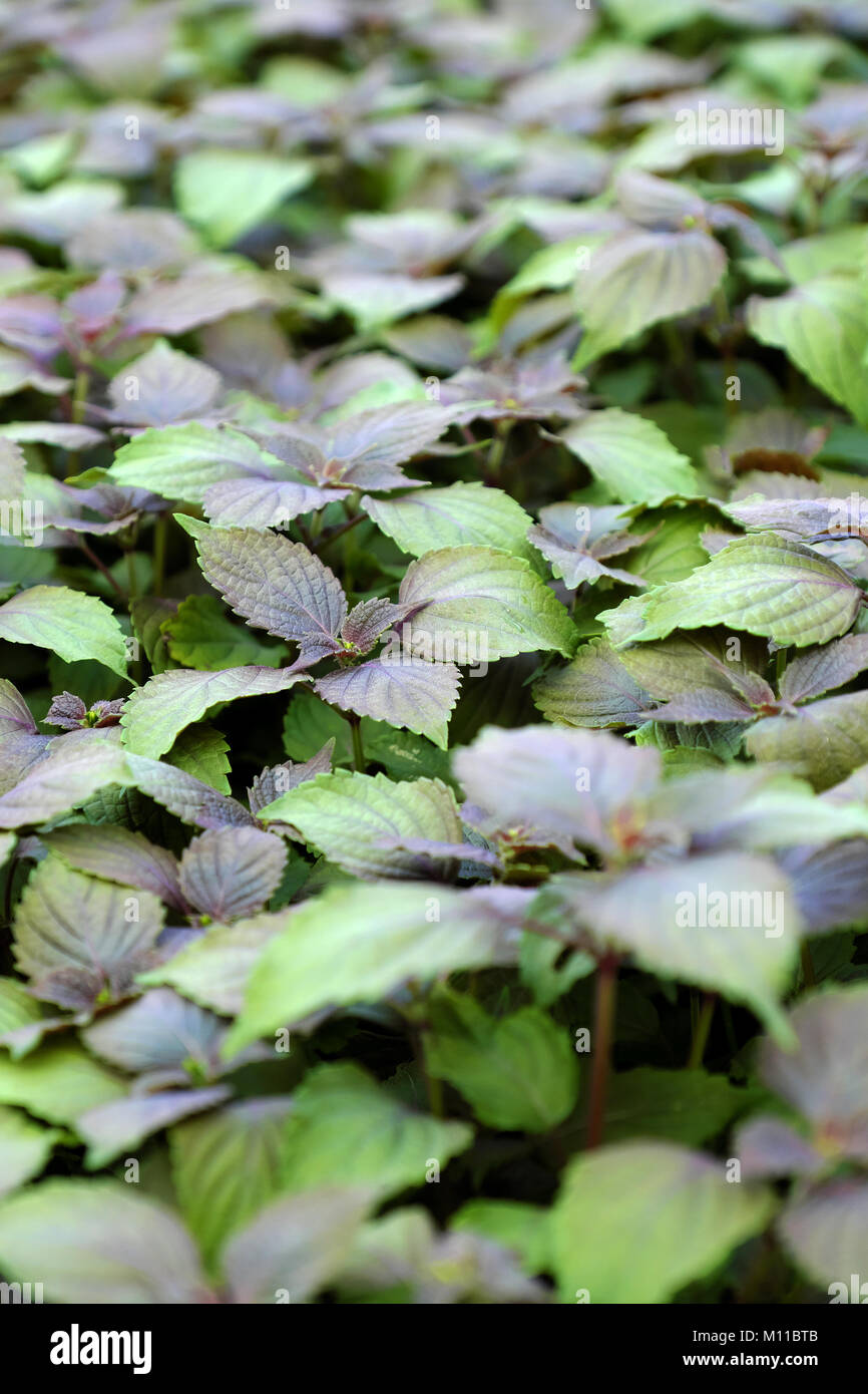 Perilla leaf hi-res stock photography and images - Alamy