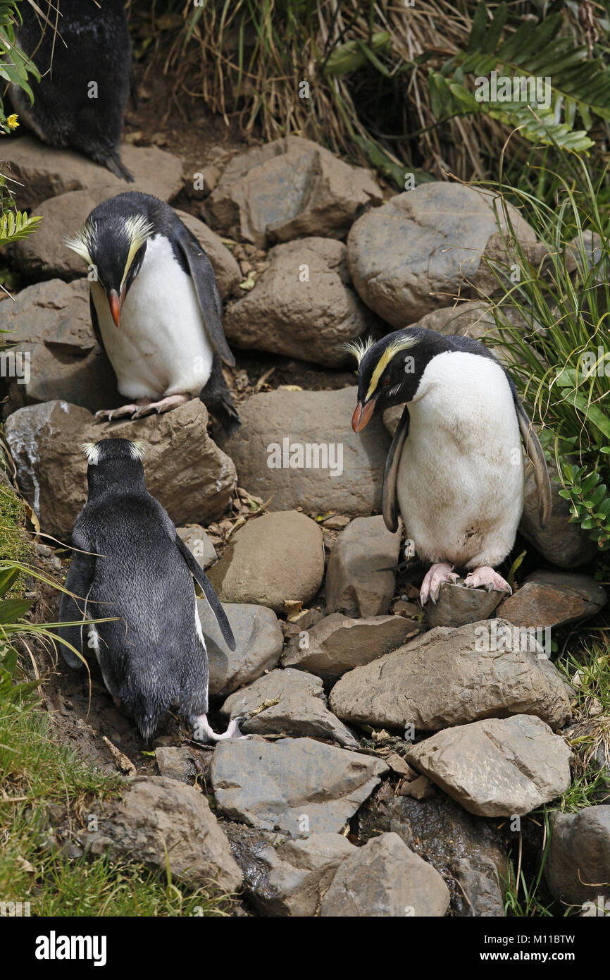 Fiordland Penguin, Eudyptes pachyrhynchus on path going to / from ...